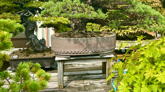 Easy Bonsai